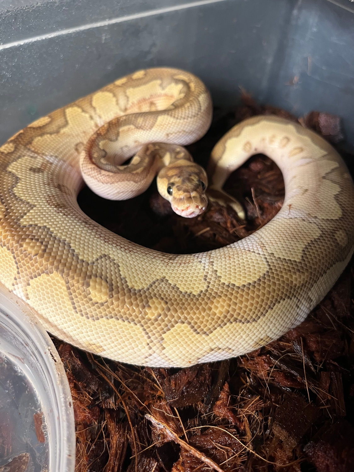 Butter Clown Ball Python by Ryanpaigesexotics - MorphMarket