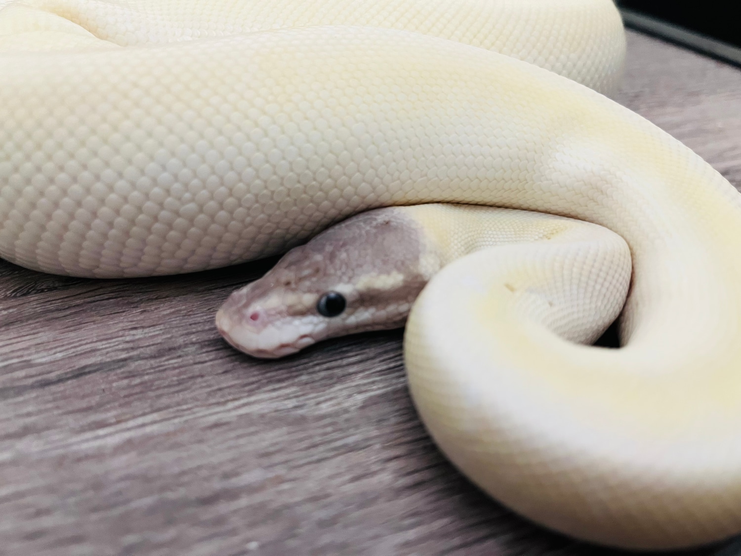 Female Blue Eyed Lucy ( Super Mojave ) Ball Python by Ryanpaigesexotics ...