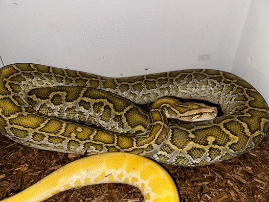 Hypo Het Gulf Coast Caramel Burmese Python by Ryanpaigesexotics