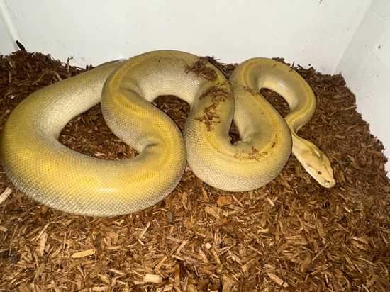 Hypo Green Poss Het Albino Burmese Python by Ryanpaigesexotics