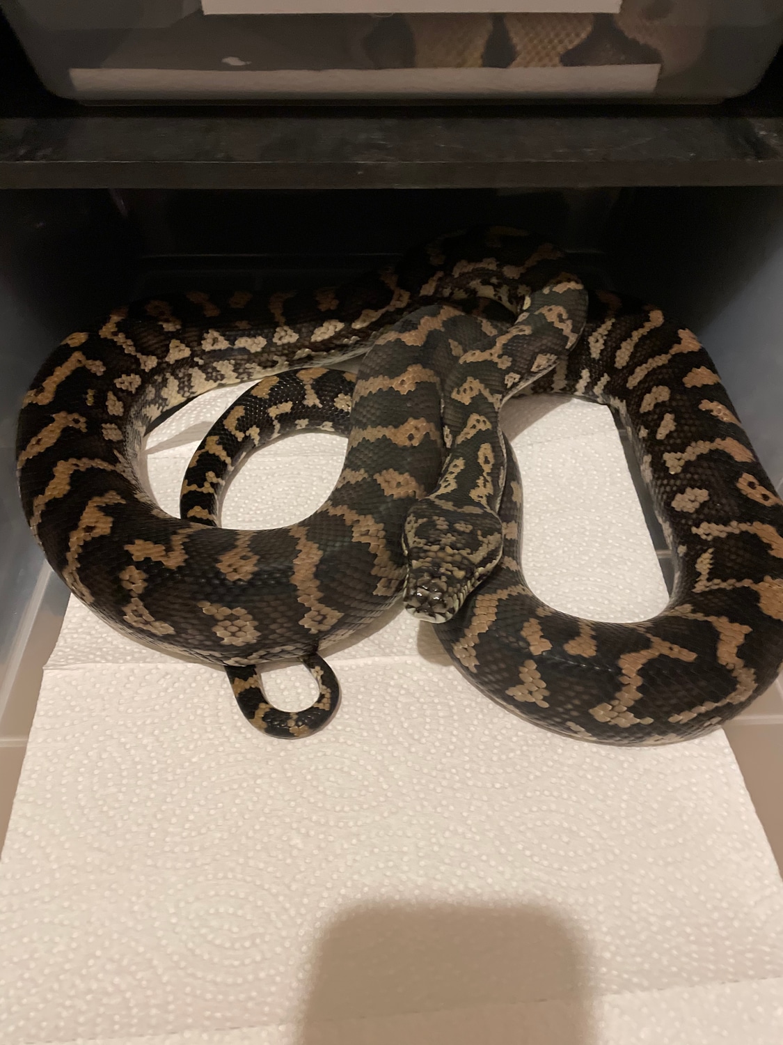Costal Coastal Carpet Python by Entitled Exotic Reptiles - MorphMarket