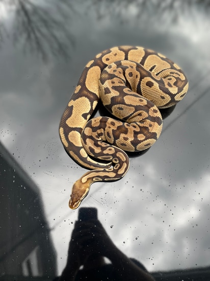 Breeder Female Pastel Ball Python by Entitled Exotic Reptiles