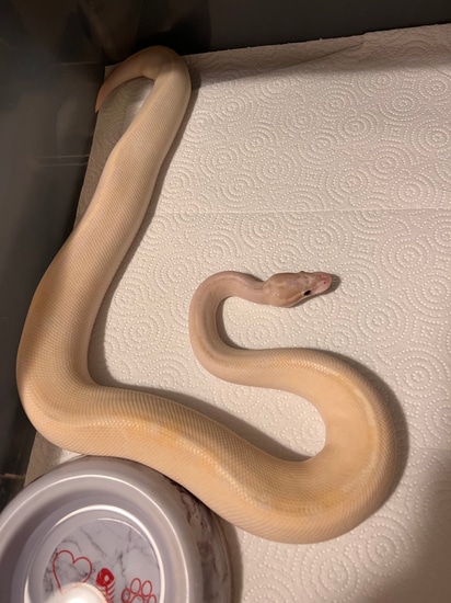 OD Banana Fire Highway 50% Het Ghost Ball Python by Entitled Exotic Reptiles