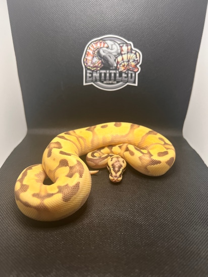 Fire Pastel Enchi Orange Dream Yellow Belly Het Axanthic (VPI) 50% Het ...