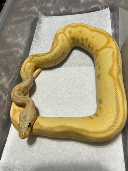 Pastel Gotham Ball Python by Entitled Exotic Reptiles