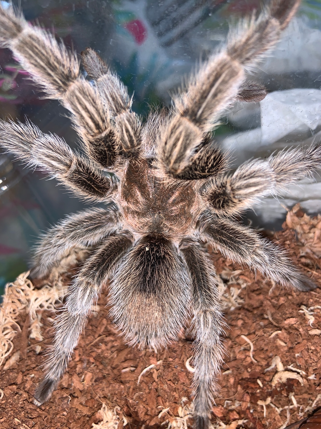 Rose Hair Tarantula by N/a - MorphMarket