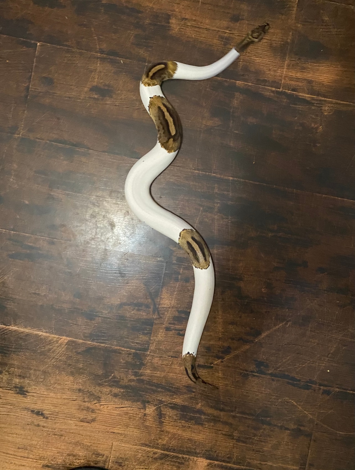 High White Pied Ball Python by Ryan's Reptiles - MorphMarket
