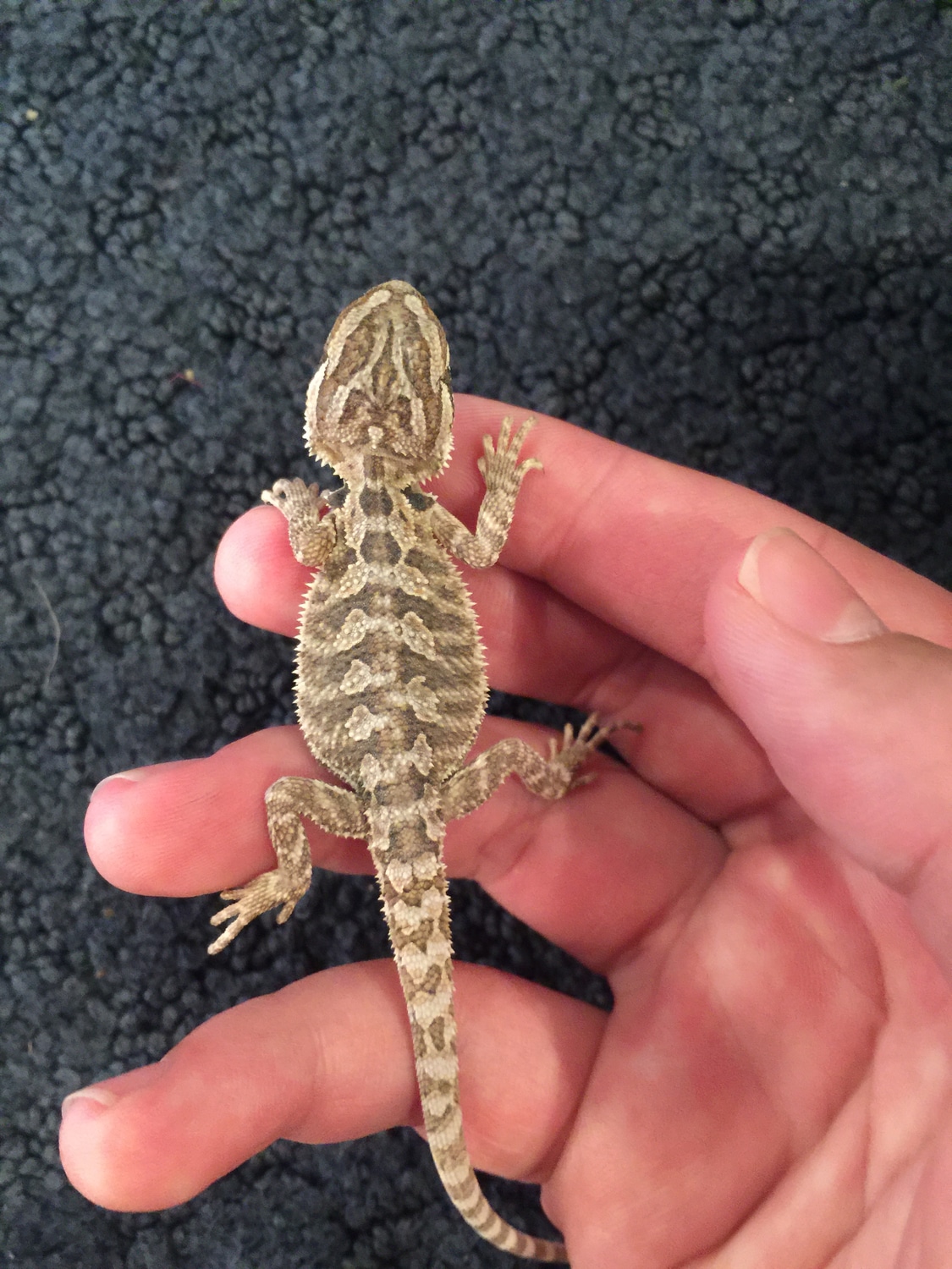 Normal Bearded Dragon Central Bearded Dragon by OutbackExotics ...