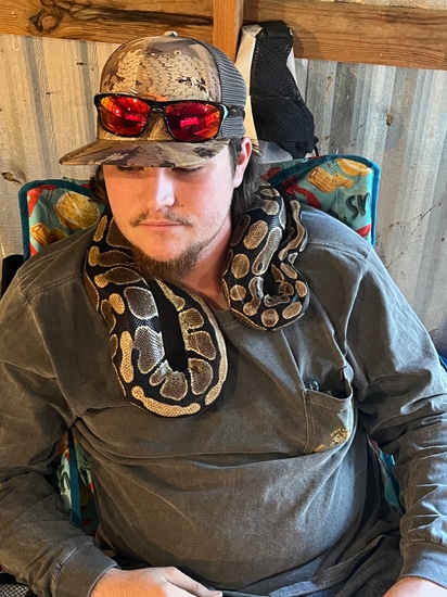 Normal Het Clown Ball Python by R&R reptiles