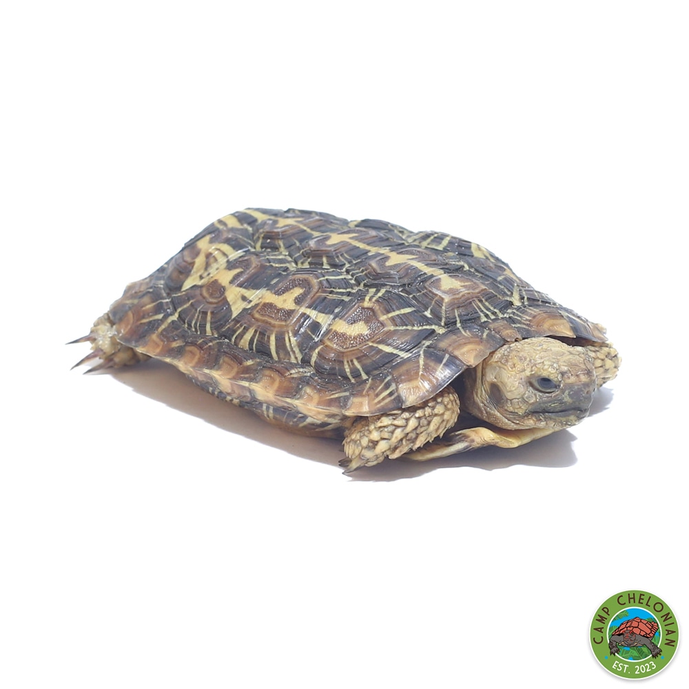 Pancake Pancake Tortoise by Camp Chelonian - MorphMarket