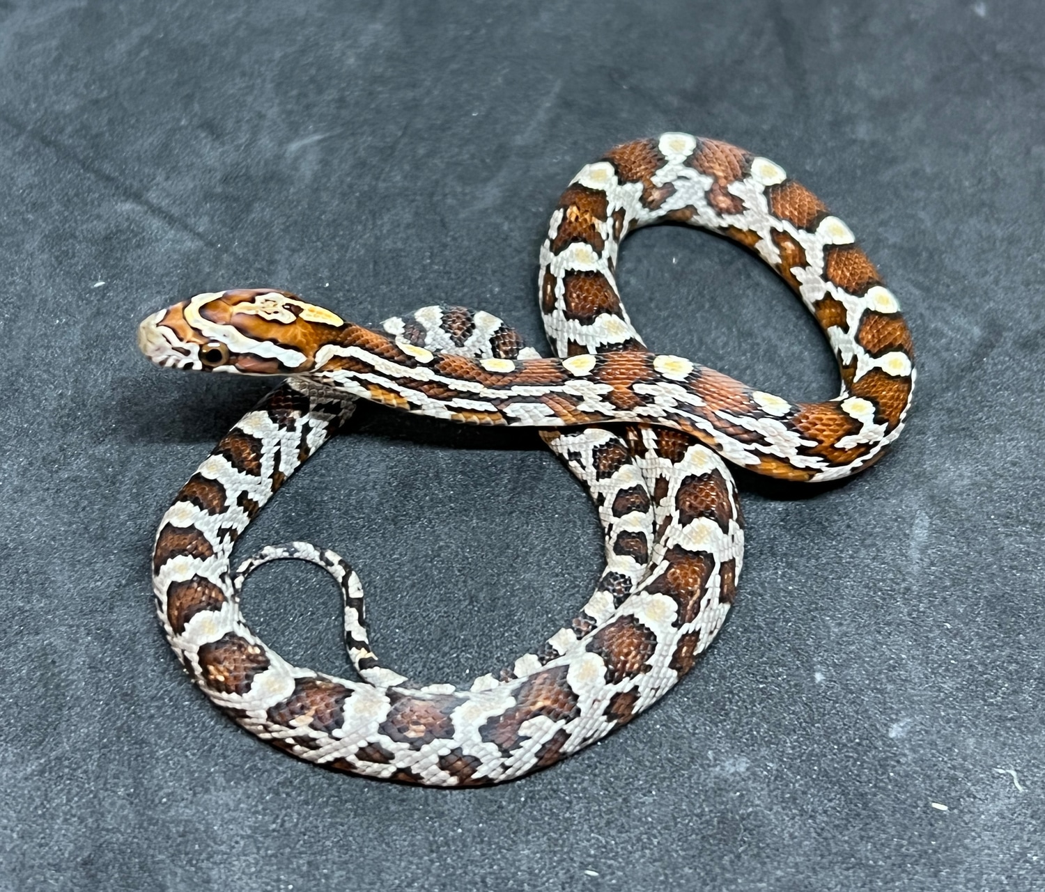 Buf Miami Het Diffused Corn Snake by Ryan’s Reptiles - MorphMarket