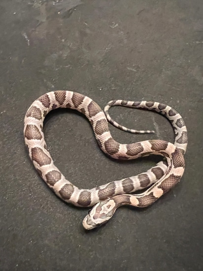 Specter RF (Helicona) Corn Snake by Ryan’s Reptiles