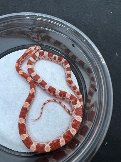 Hypo Amel Diffused Corn Snake by Ryan’s Reptiles