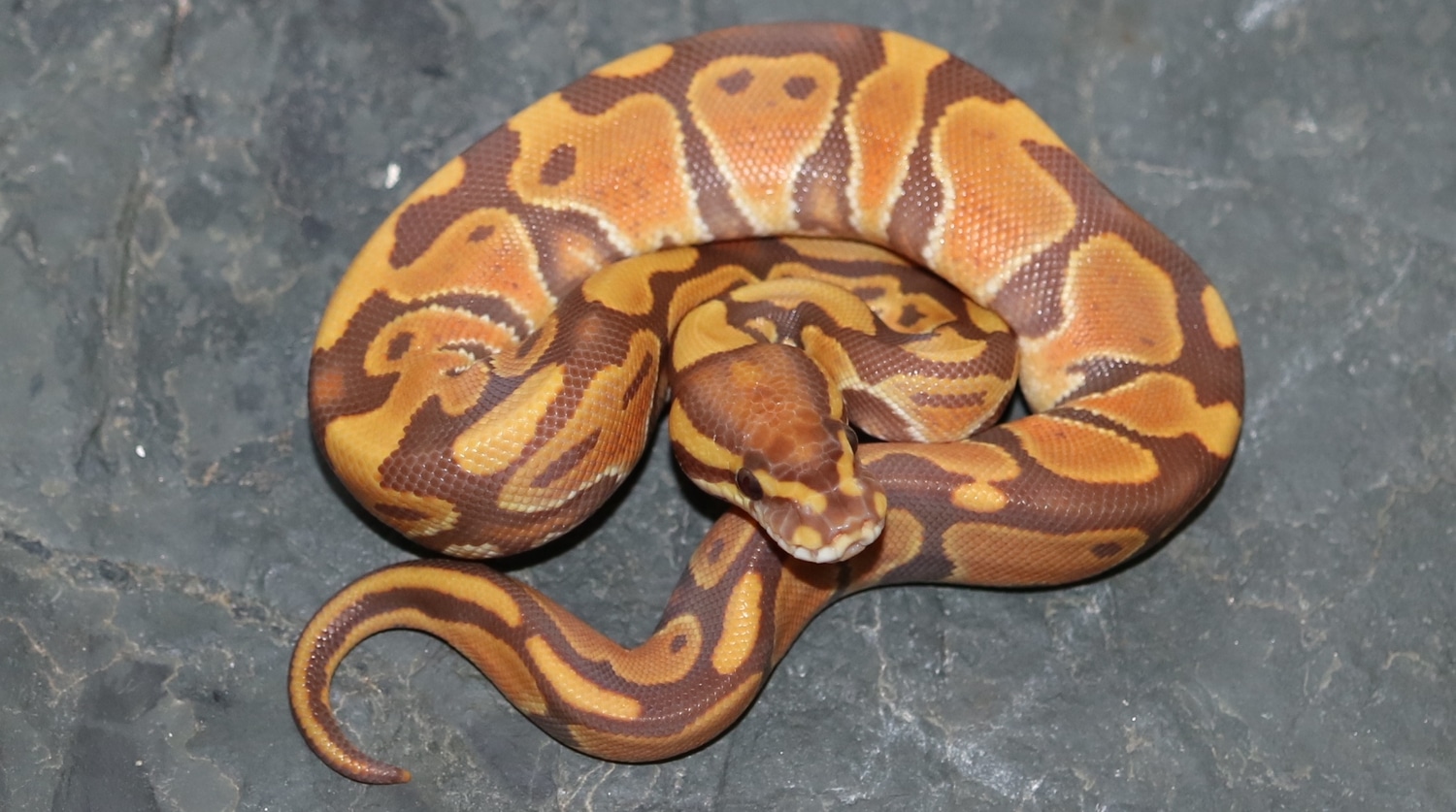 Ultramel Ball Python by Molecular Reptile - MorphMarket
