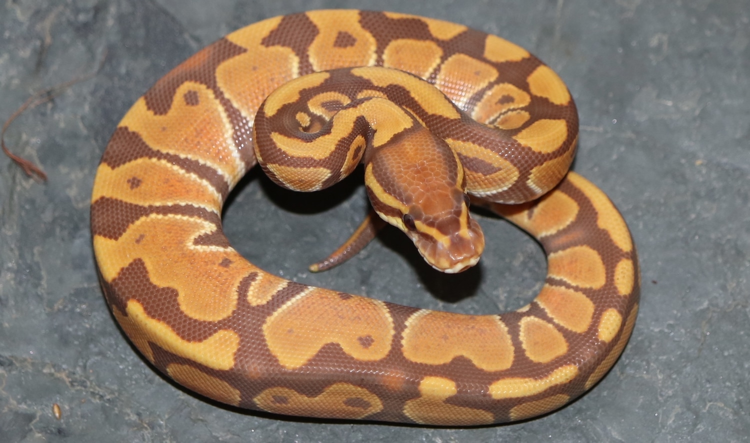 Ultramel Ball Python by Molecular Reptile - MorphMarket