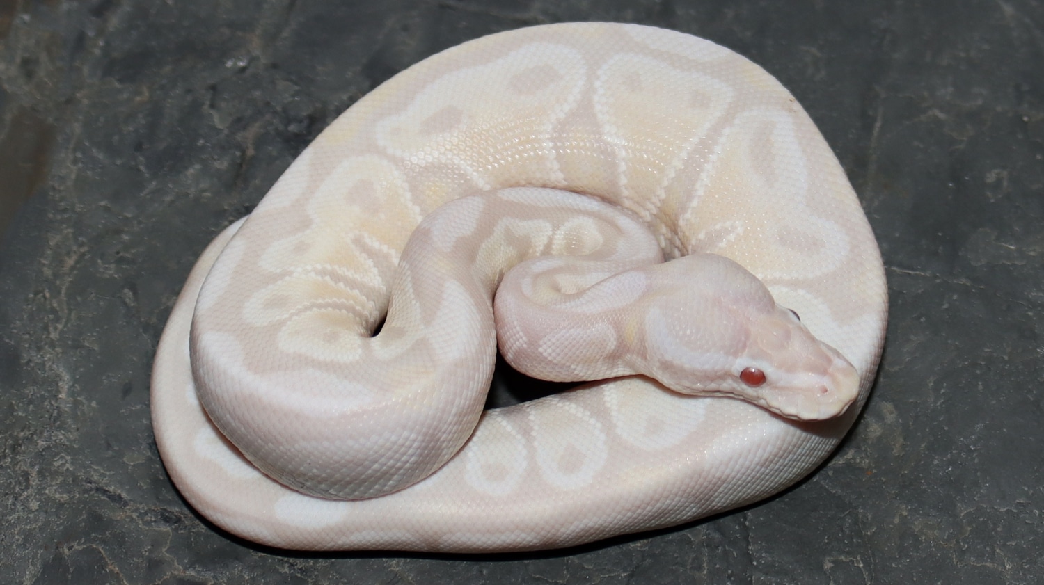 Lavender Snow Ball Python by Molecular Reptile - MorphMarket