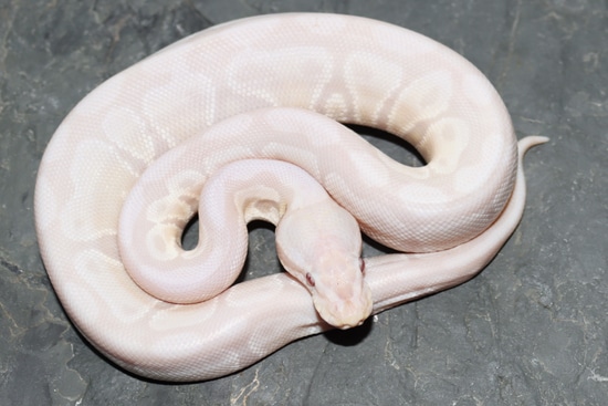Lavender Snow Ball Python by Molecular Reptile