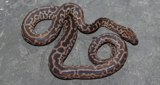 Stripe Spotted Python by Molecular Reptile