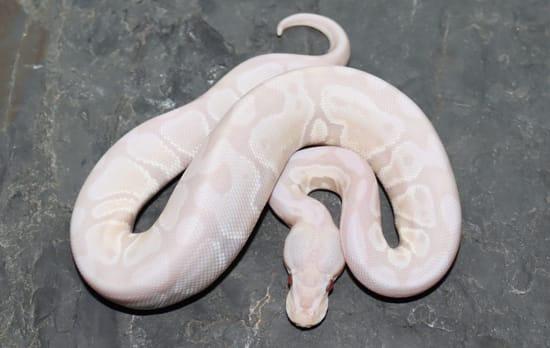Lavender Snow Ball Python by Molecular Reptile