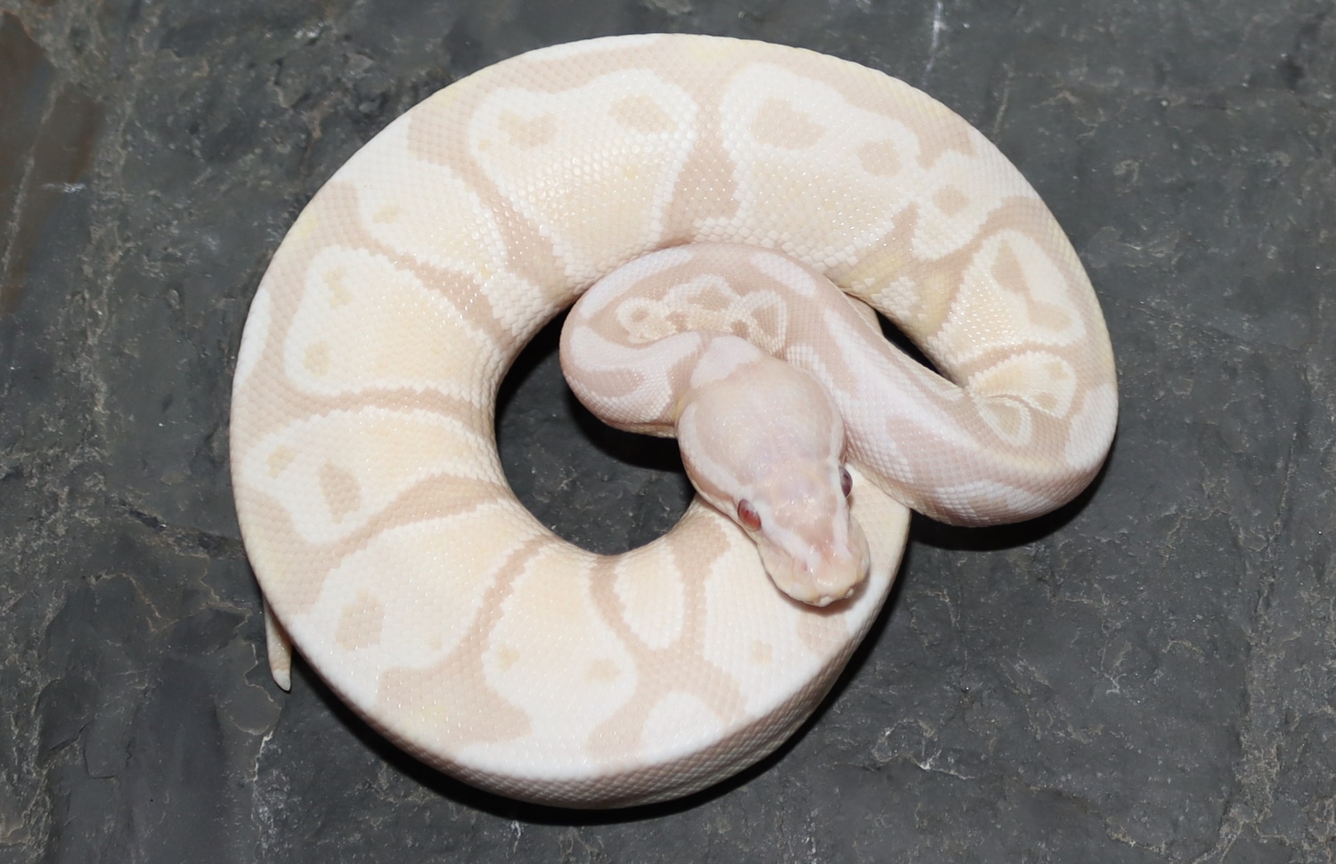 Lavender Snow Ball Python by Molecular Reptile - MorphMarket