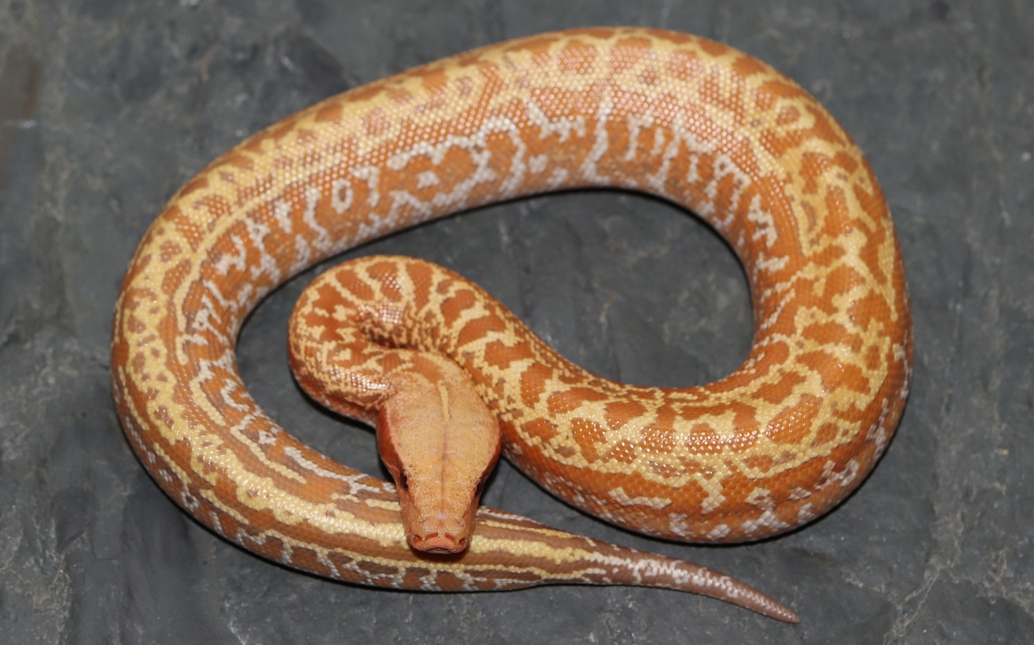 T+ Albino Batik Blood Python by Molecular Reptile - MorphMarket
