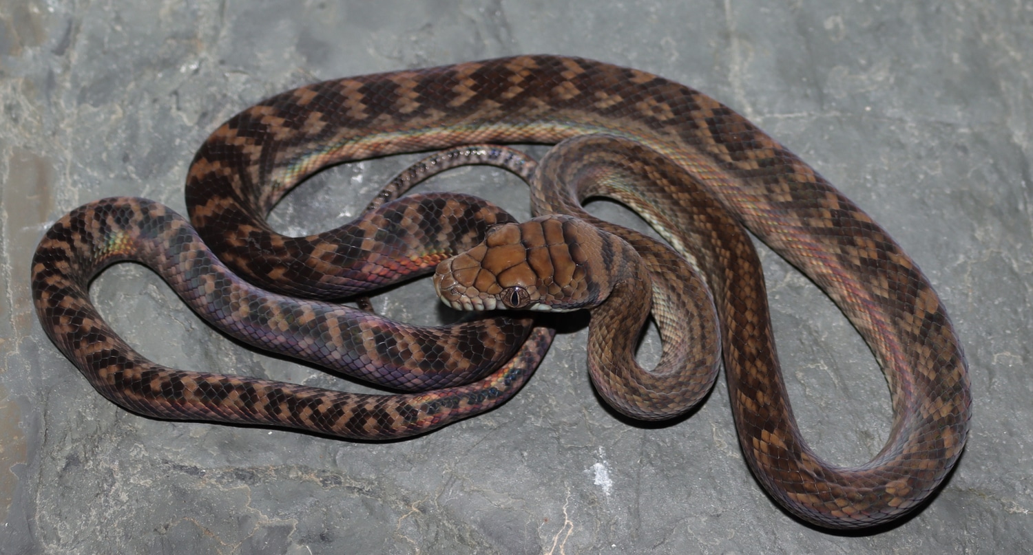 Northern Scrubs Scrub Python by Molecular Reptile - MorphMarket