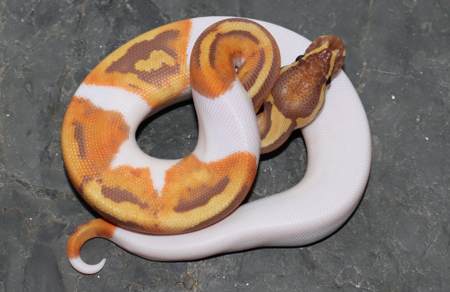 Ultramel Pied Ball Python by Molecular Reptile - MorphMarket