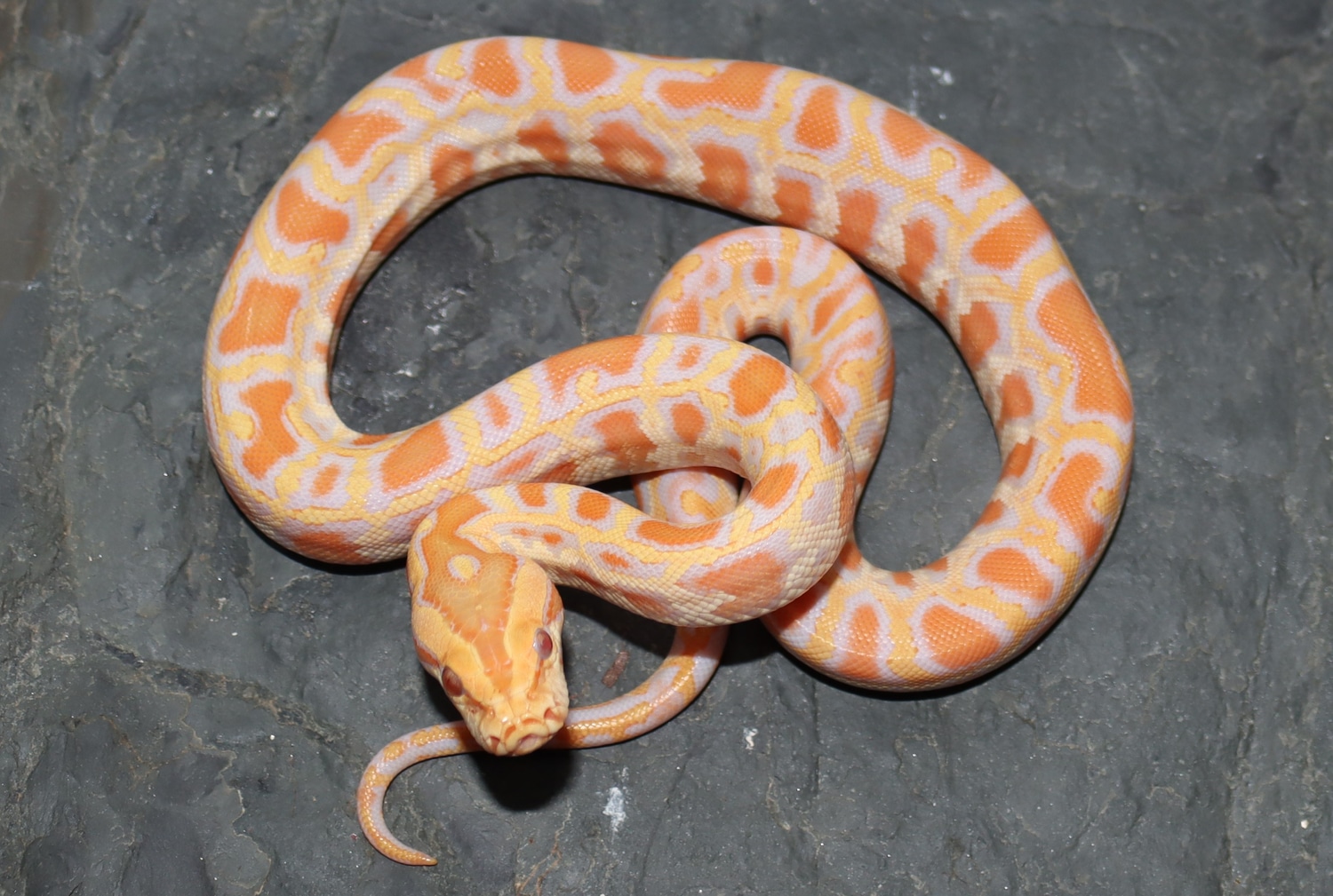Albino Burmese Burmese Python by Molecular Reptile - MorphMarket