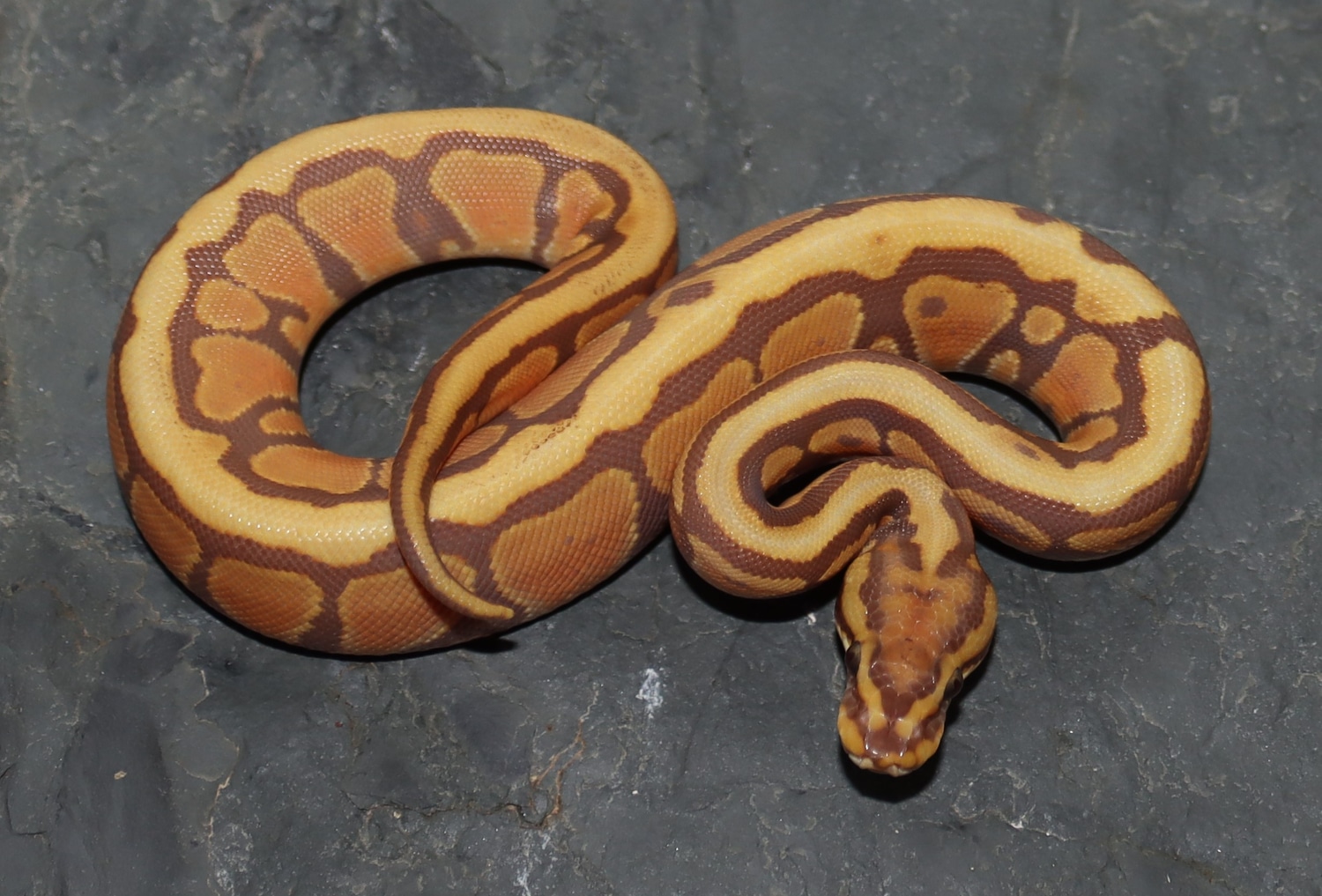 Spotnose Ultramel Ball Python by Molecular Reptile - MorphMarket