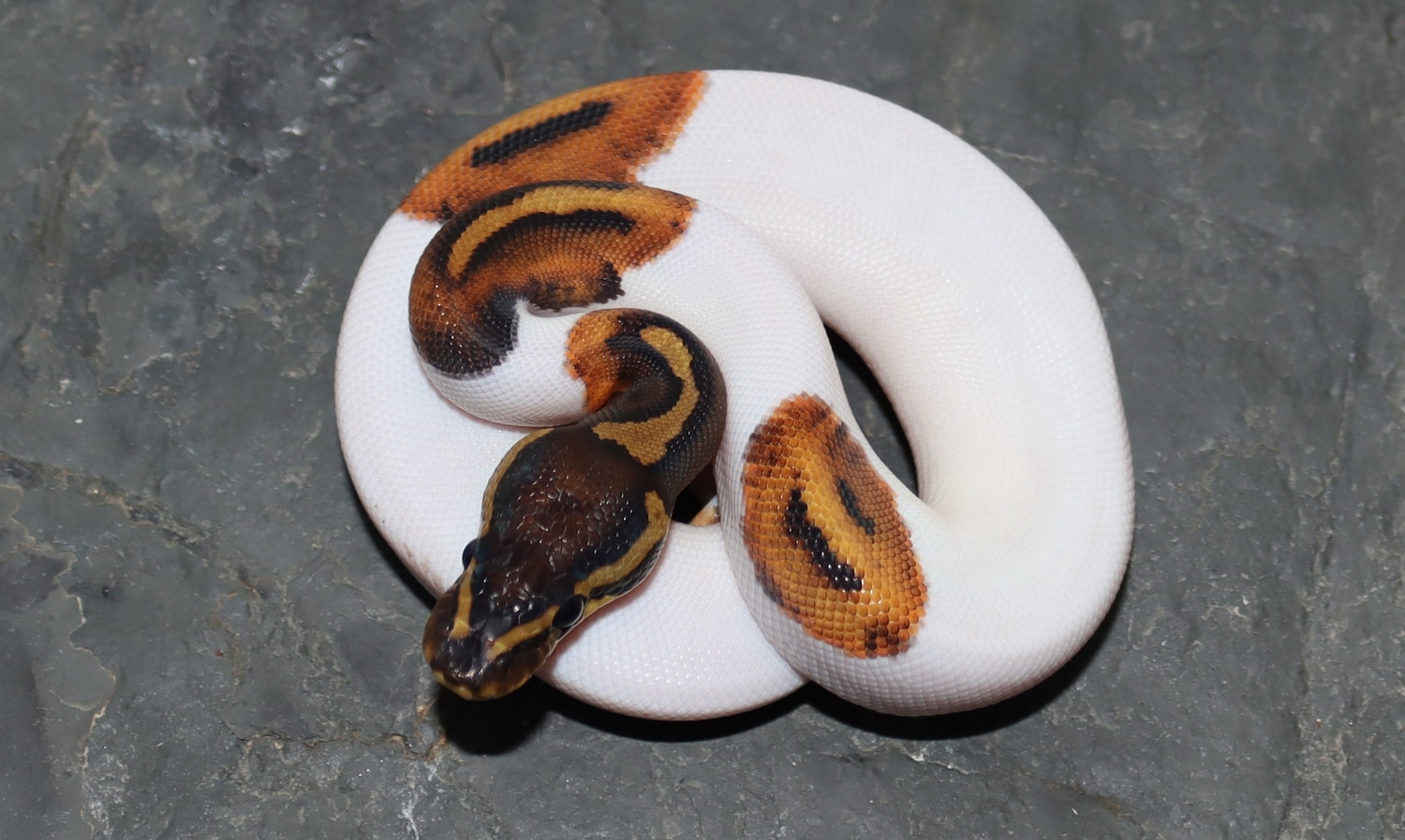 Pied Het Ultramel Ball Python by Molecular Reptile - MorphMarket