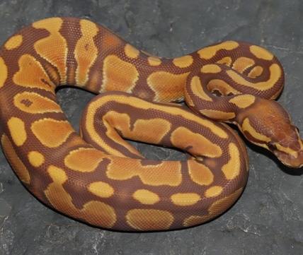 Spotnose Leopard Ultramel Ball Python by Molecular Reptile - MorphMarket