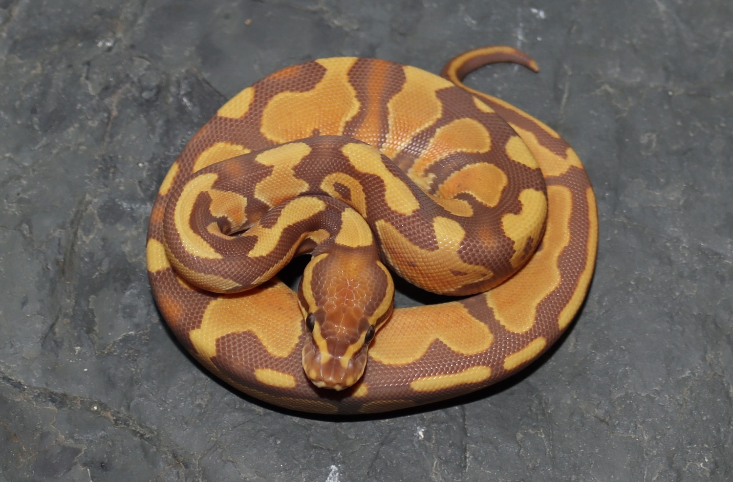 Ultramel Het Pied Ball Python by Molecular Reptile - MorphMarket