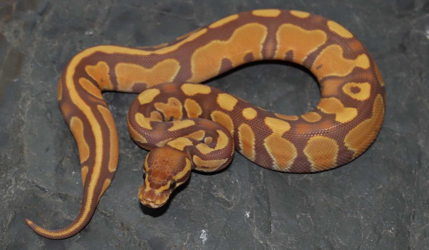 Ultramel Het Pied Ball Python by Molecular Reptile - MorphMarket