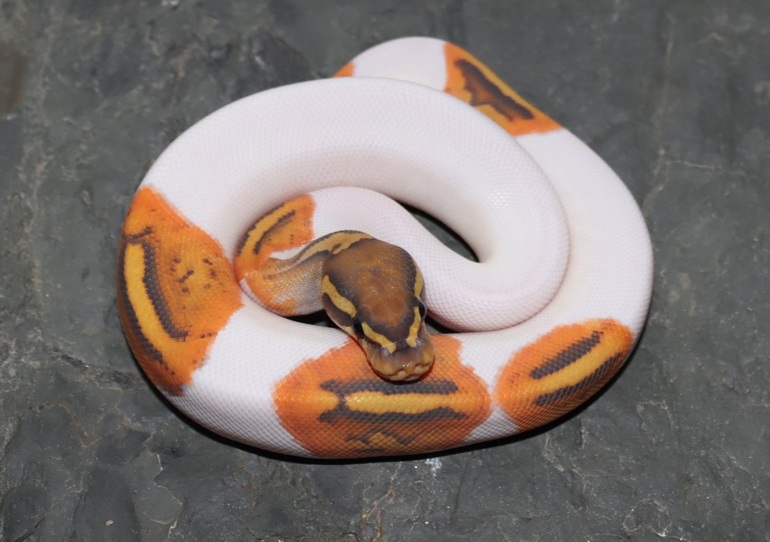 Ghost Pied Ball Python by Molecular Reptile - MorphMarket