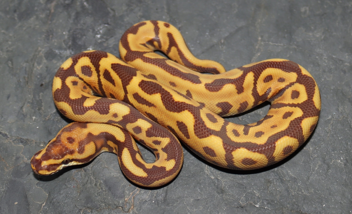 Spotnose Leopard Ultramel Ball Python by Molecular Reptile - MorphMarket