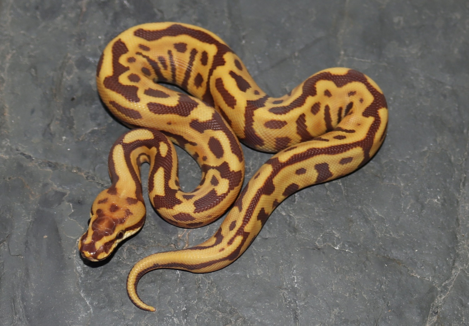 Spotnose Leopard Ultramel Ball Python by Molecular Reptile - MorphMarket