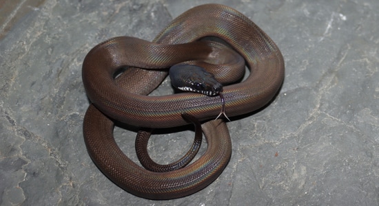 2022 CB Northern WLPs White-Lipped Python by Molecular Reptile