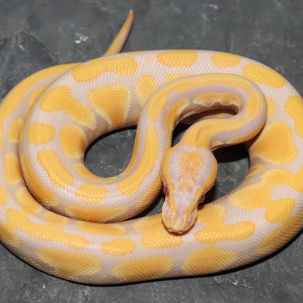 Spotnose Leopard Ultramel Ball Python by Molecular Reptile - MorphMarket