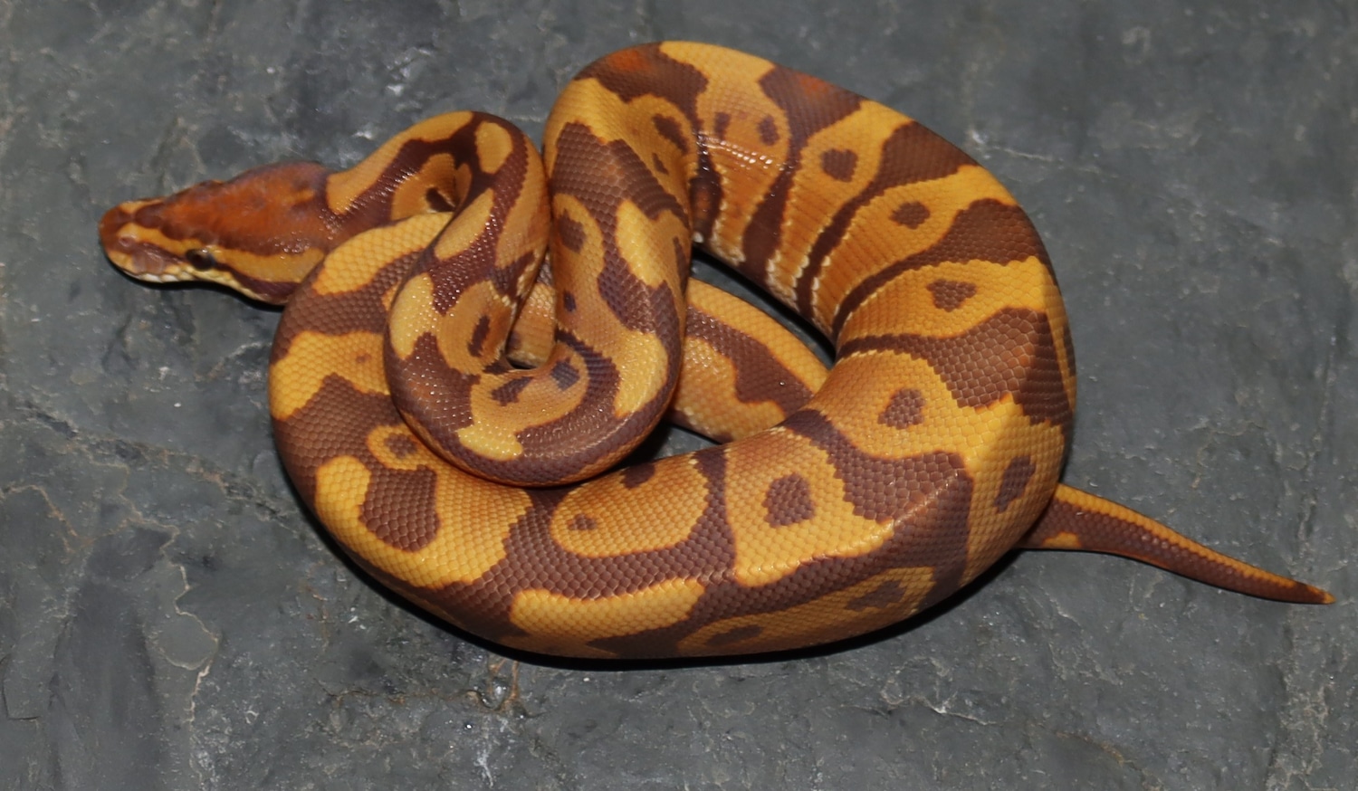 Leopard Ultramel Ball Python by Molecular Reptile - MorphMarket