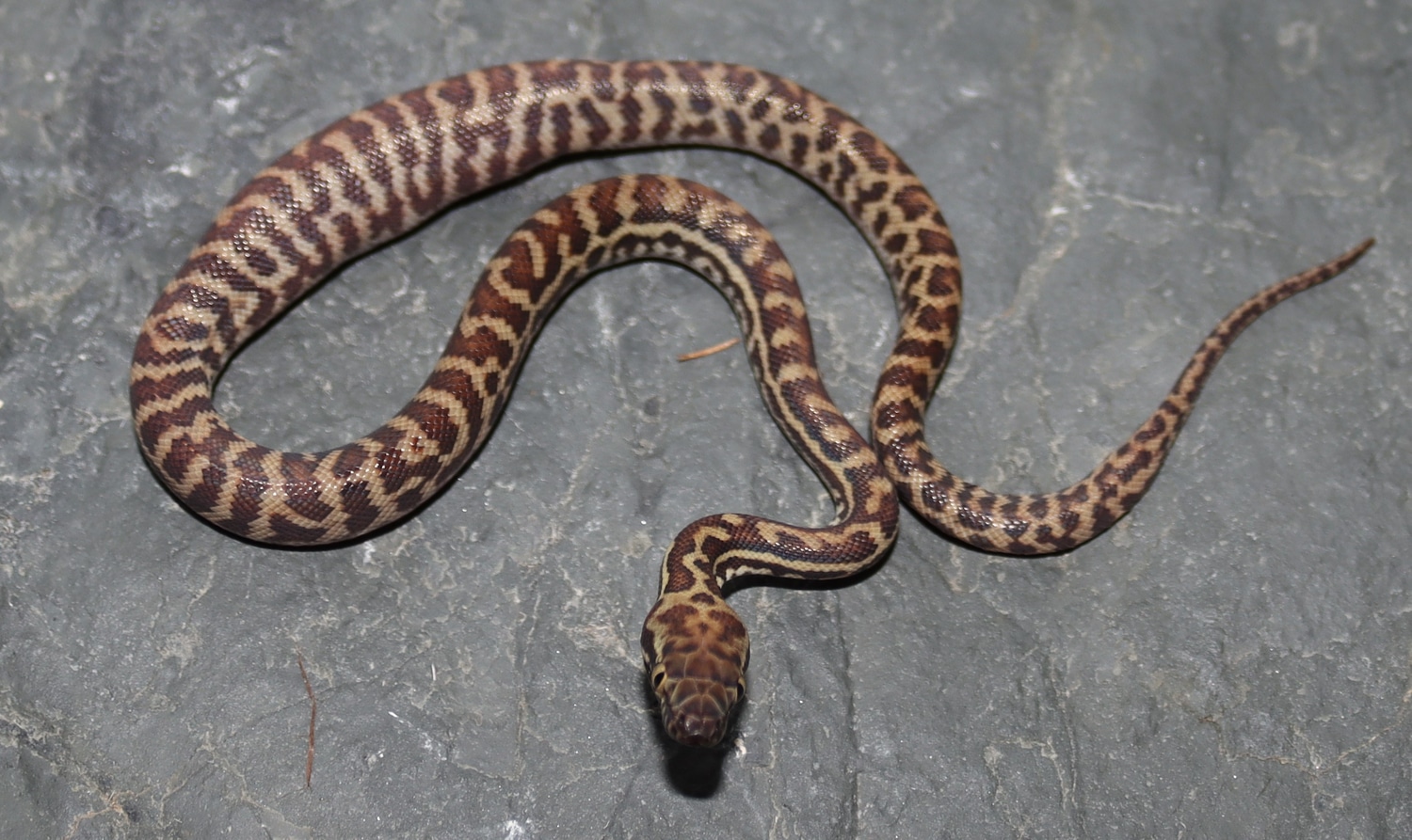 Western Stimsons Python More Python by Molecular Reptile - MorphMarket