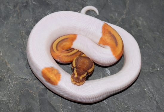 Ultramel Pied Ball Python by Molecular Reptile