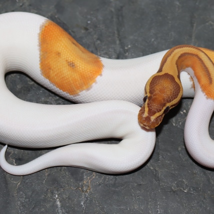 Spotnose Leopard Ultramel Ball Python by Molecular Reptile - MorphMarket