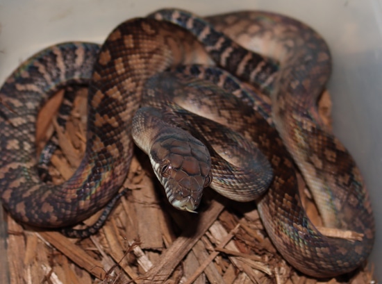 Southern Scrub Scrub Python by Molecular Reptile