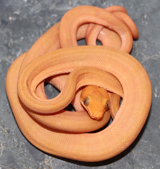 Orange ATB Amazon Tree Boa by Molecular Reptile