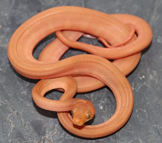 Orange ATB Amazon Tree Boa by Molecular Reptile