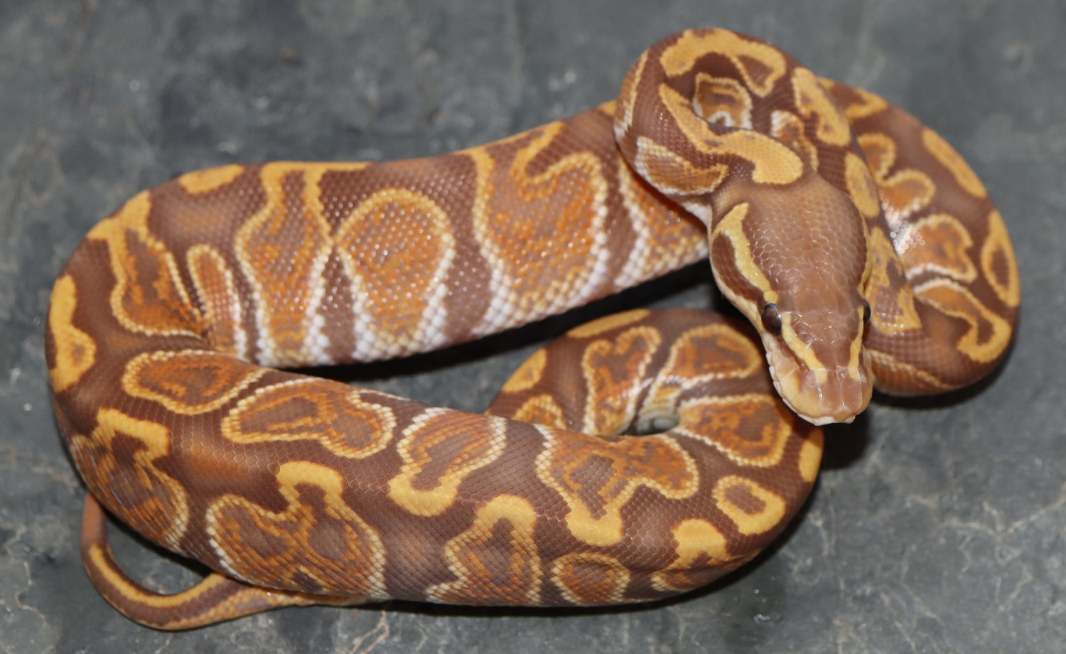 GHI Ultramel Ball Python by Molecular Reptile - MorphMarket