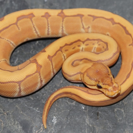 Spotnose Leopard Ultramel Ball Python by Molecular Reptile - MorphMarket