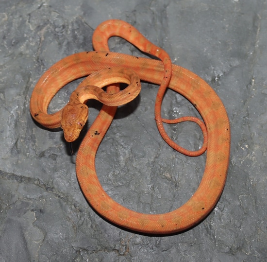 Orange ATB Amazon Tree Boa by Molecular Reptile