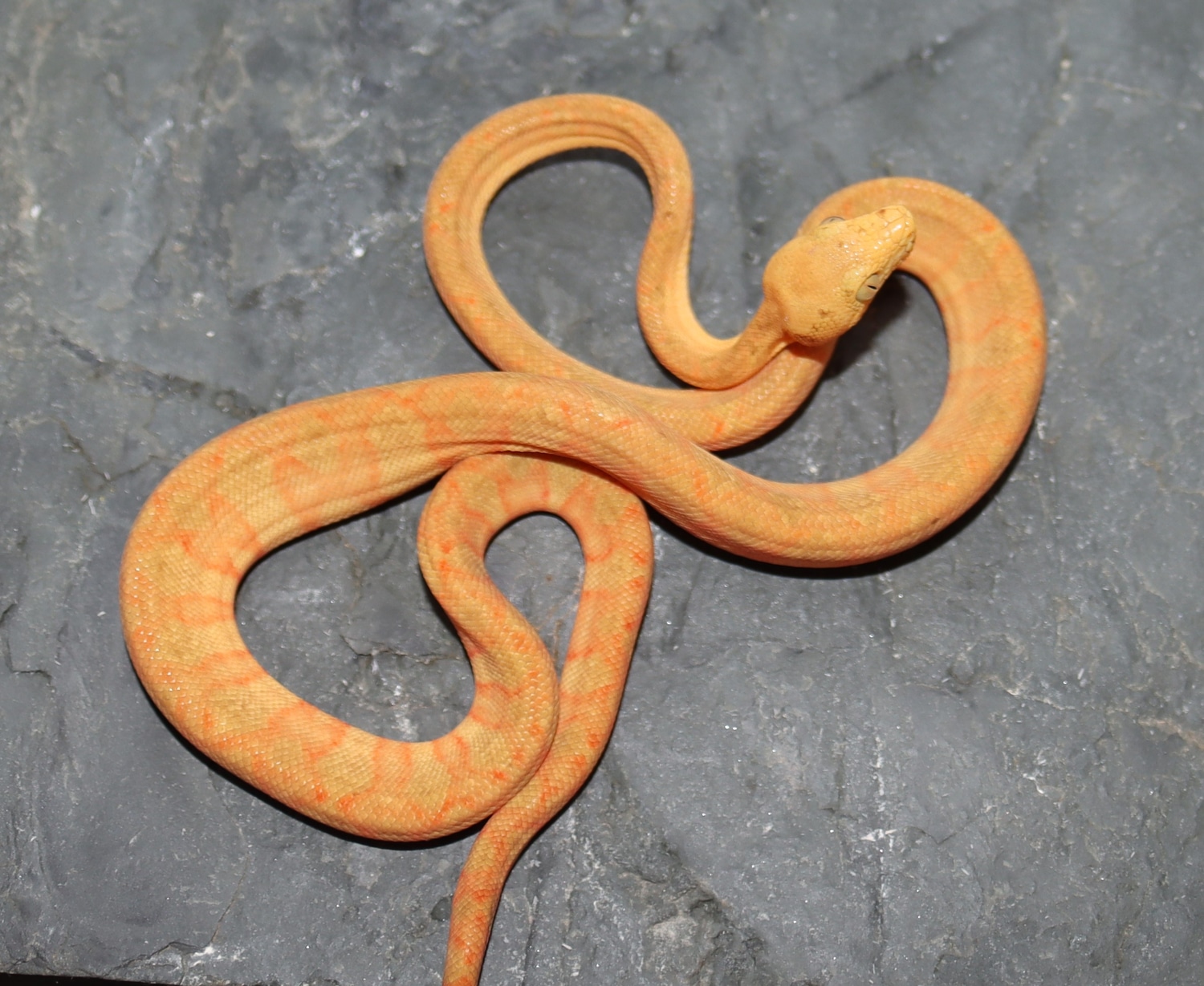 Bi Color ATB Amazon Tree Boa by Molecular Reptile - MorphMarket