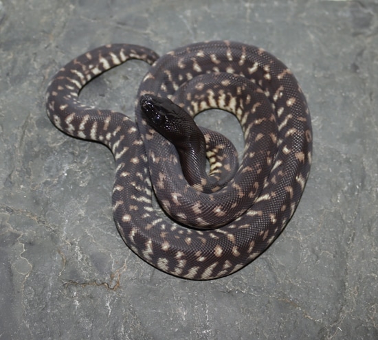 CB Western BH Python Black-Headed Python by Molecular Reptile